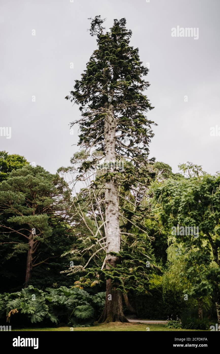 big pine tree, Killarney National Park, Ireland Stock Photo - Alamy