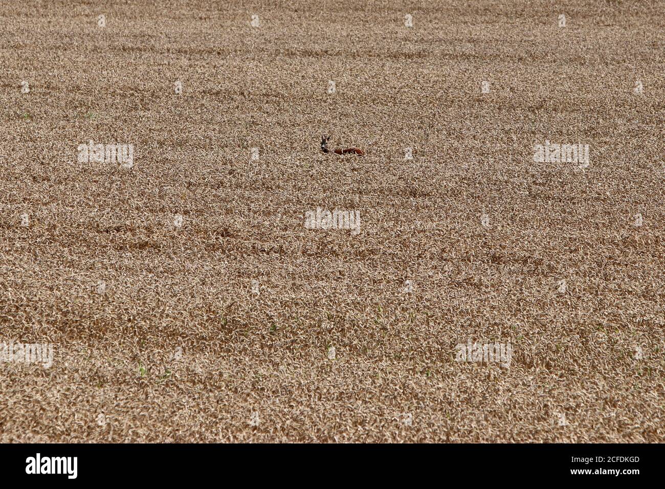Closeup shot of a wheat field - perfect for background Stock Photo - Alamy