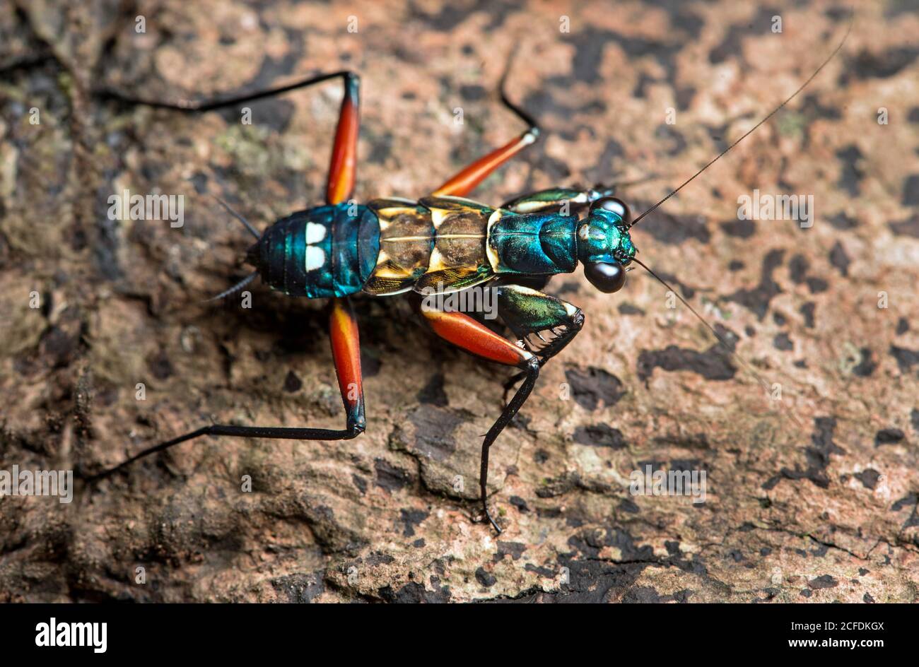 Nymph of the praying mantis species Metallyticus splendidus ...
