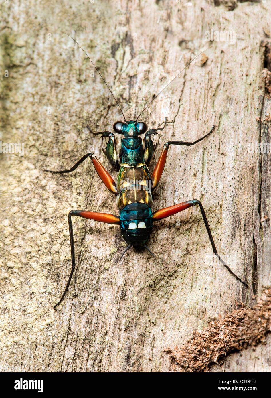 Nymph of the praying mantis species Metallyticus splendidus ...