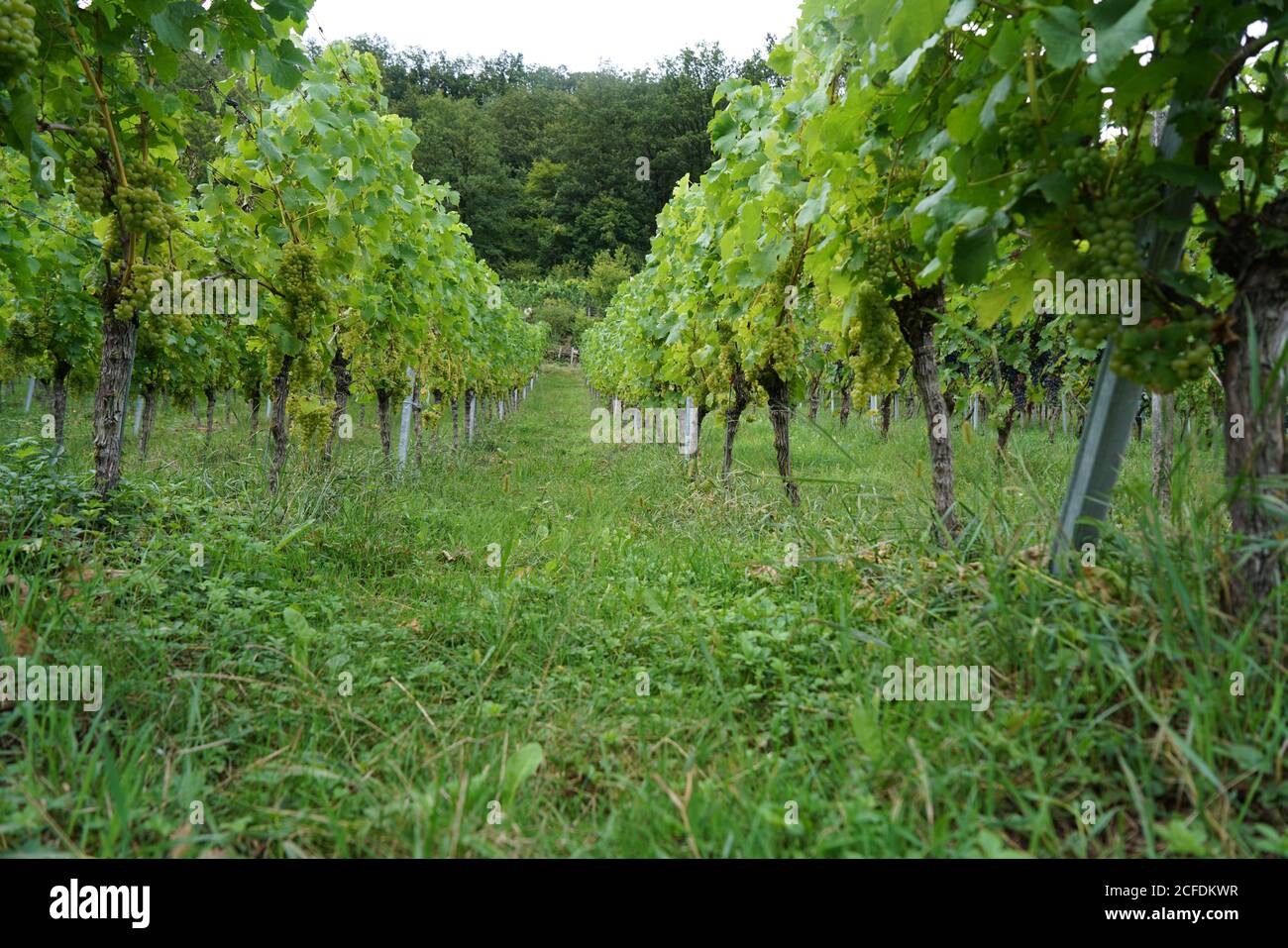Beautiful low angle shot of vineyard rows Stock Photo - Alamy