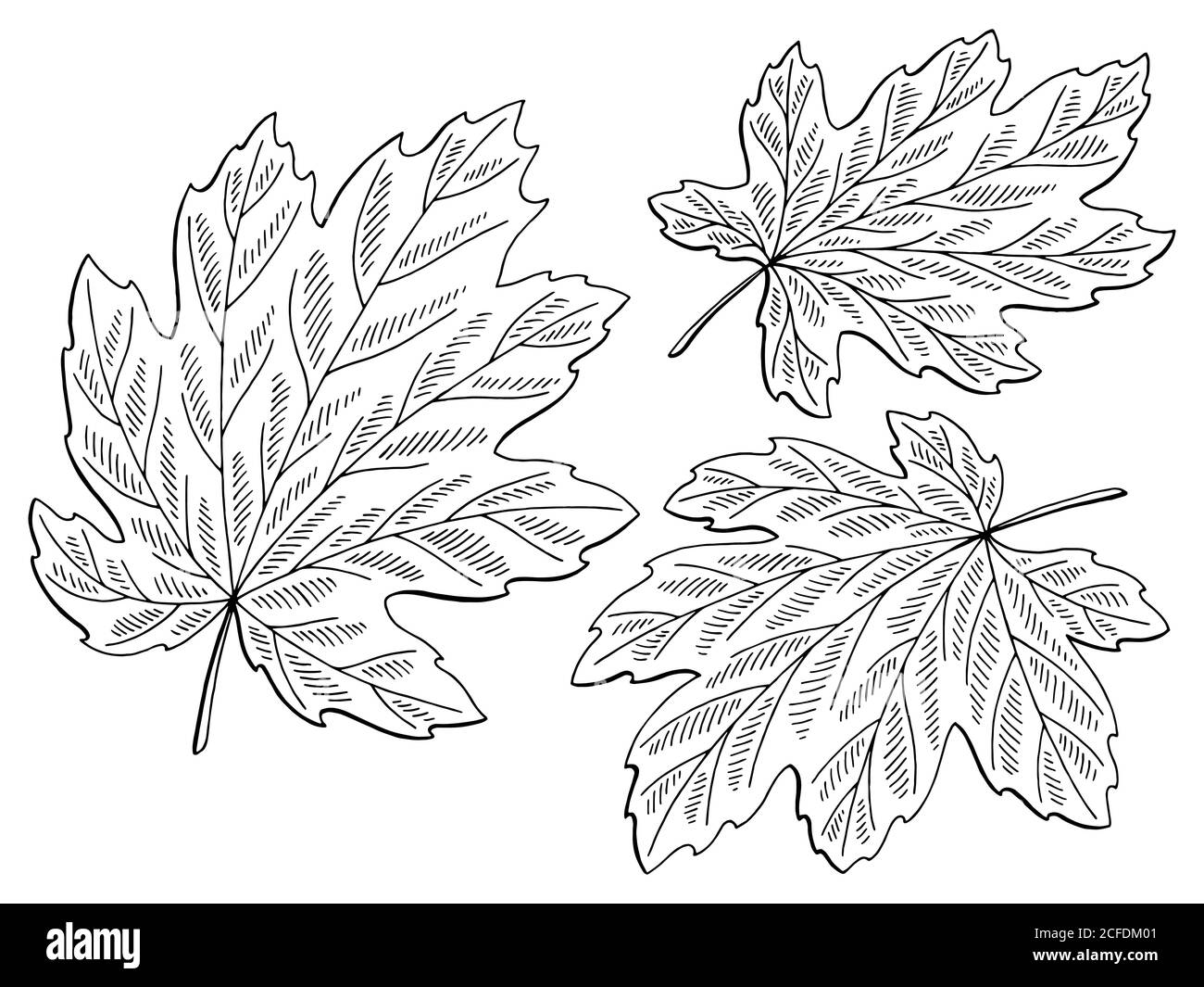 Maple Leaf Clip Art Black And White
