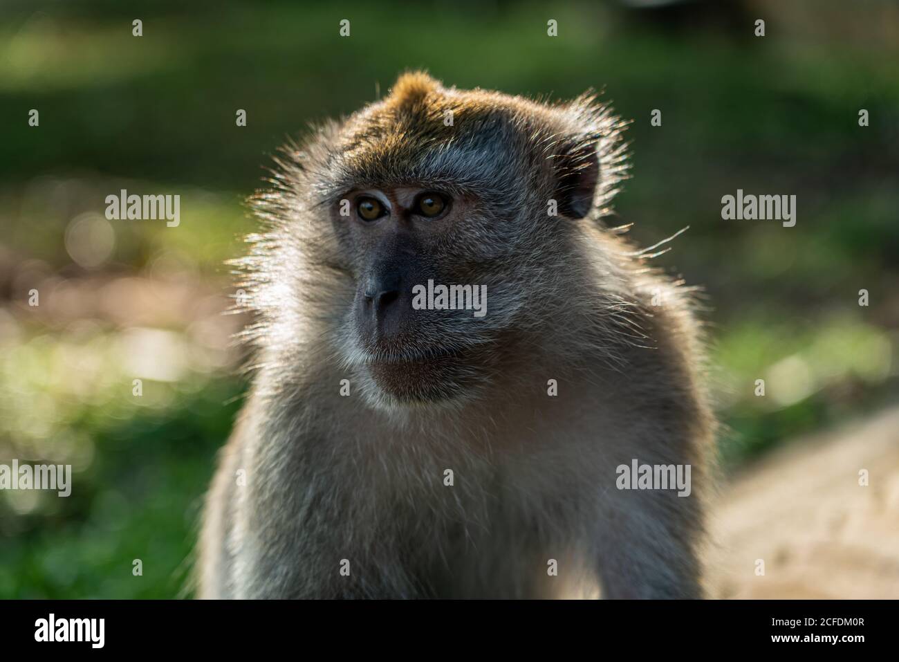 Long-tailed macaque close up portrait. Intense looking monkey Stock ...
