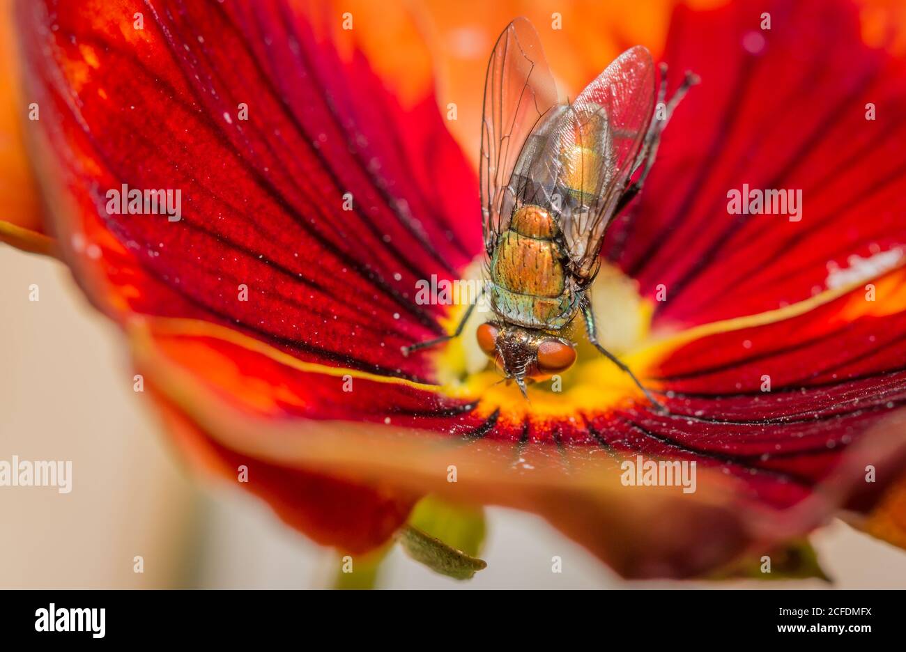 European Green blowfly (lucilia sericata) sitting on a red and orange ...