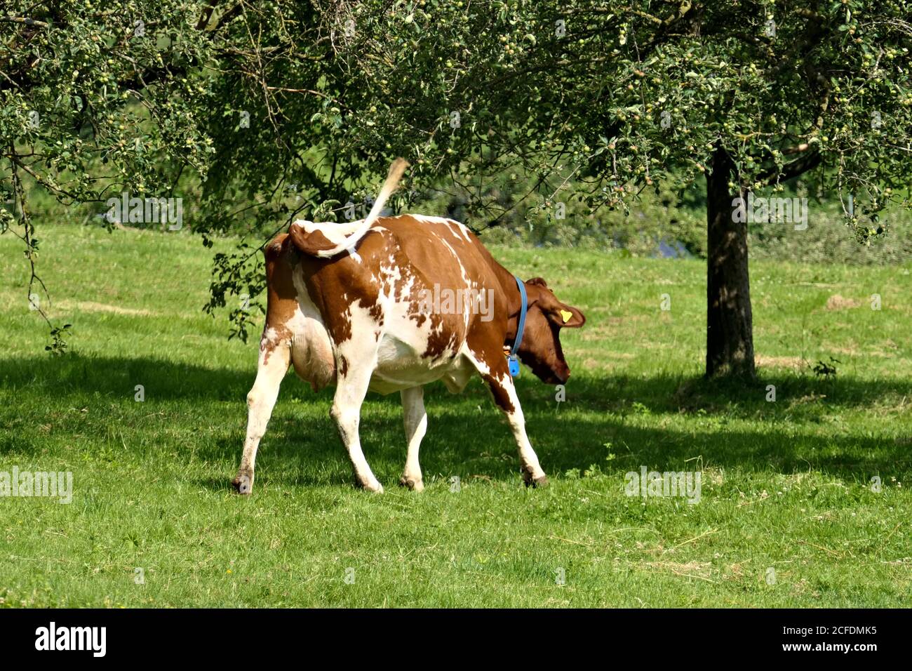 Cow tail hi-res stock photography and images - Alamy