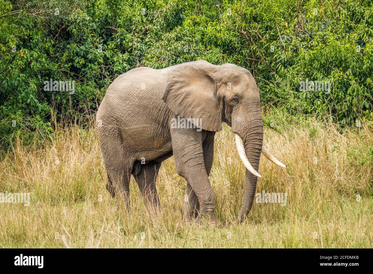 Elephant tusk falls hi-res stock photography and images - Alamy