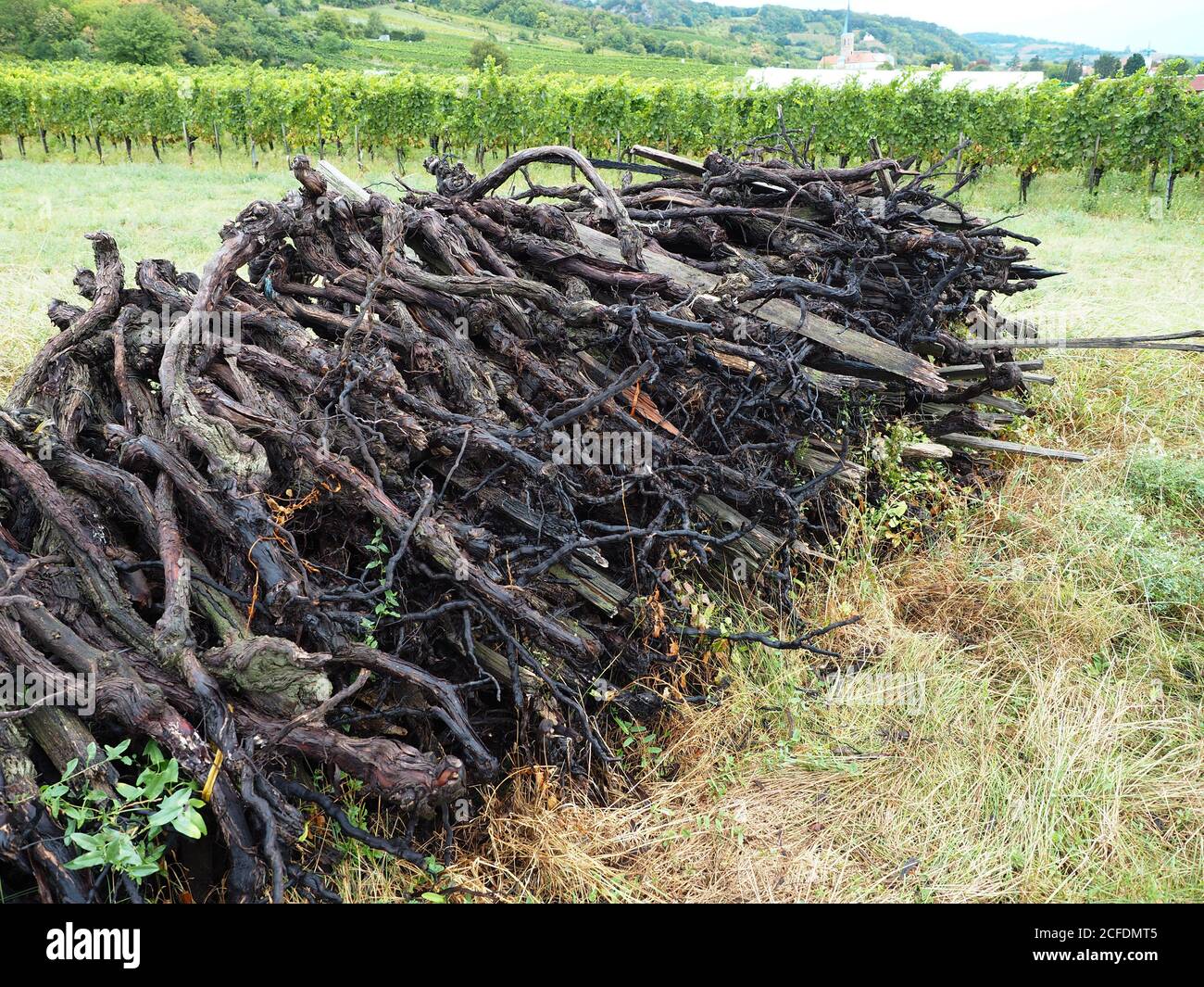 Pile of old wine roots and vineyard on background in Lower Austria ...