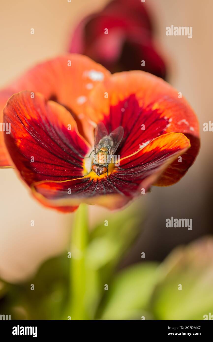 European Green blowfly (lucilia sericata) sitting on a red and orange ...