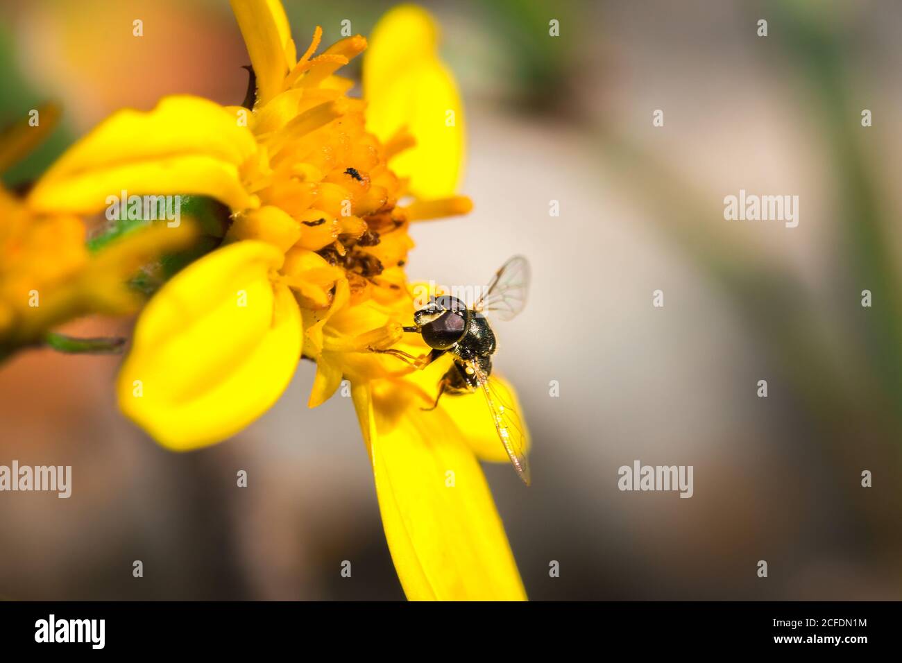 Stripped yellow and black wings hi-res stock photography and images - Alamy