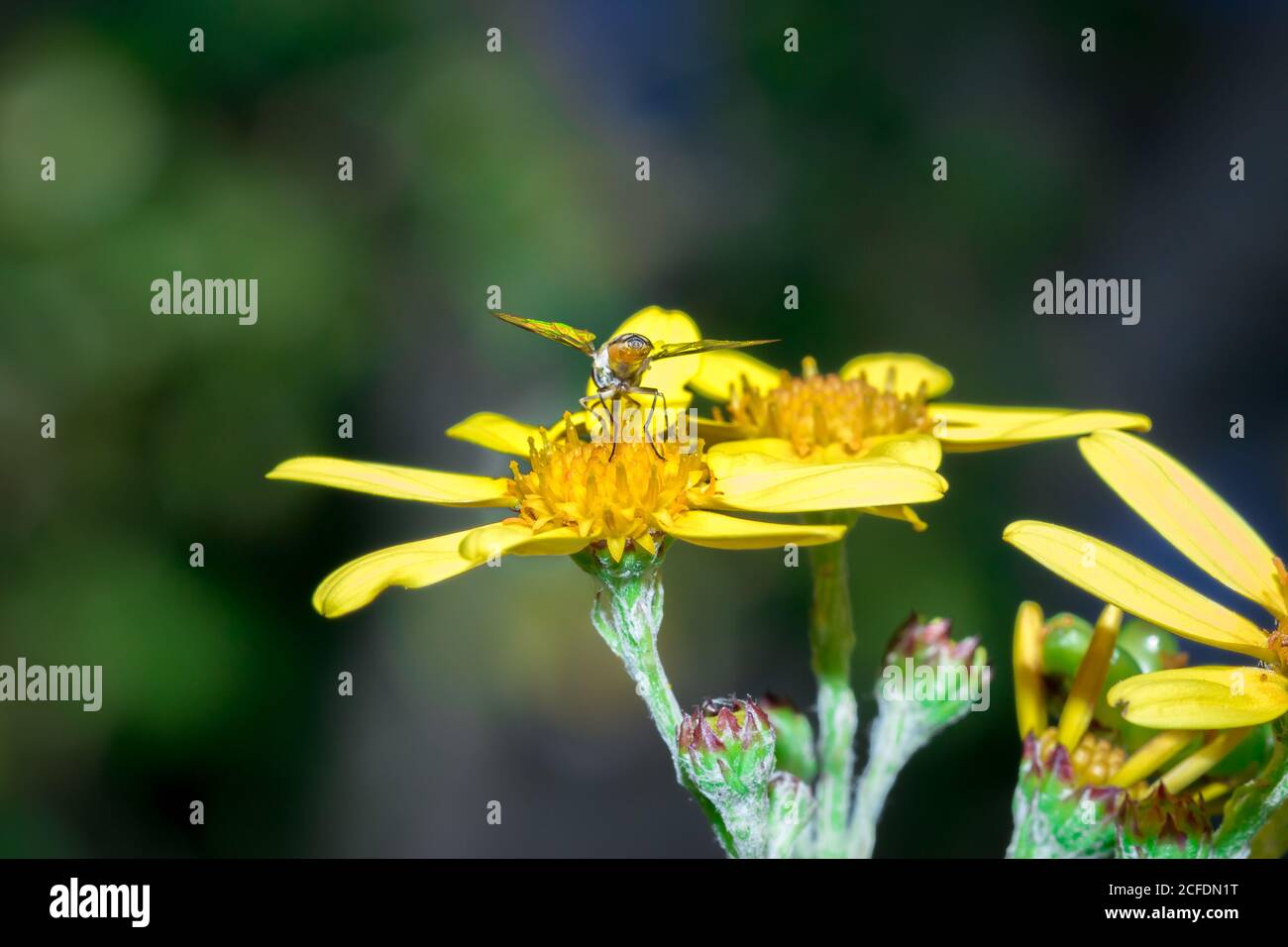 Yellow and black stripped fly sitting on a yellow daisy flower, Cape ...