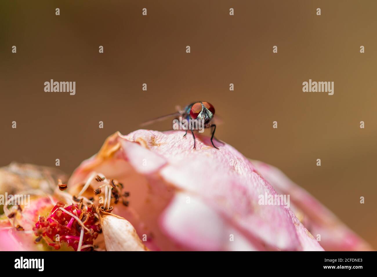 European Green blowfly (lucilia sericata) sitting on a Pink rose flower ...
