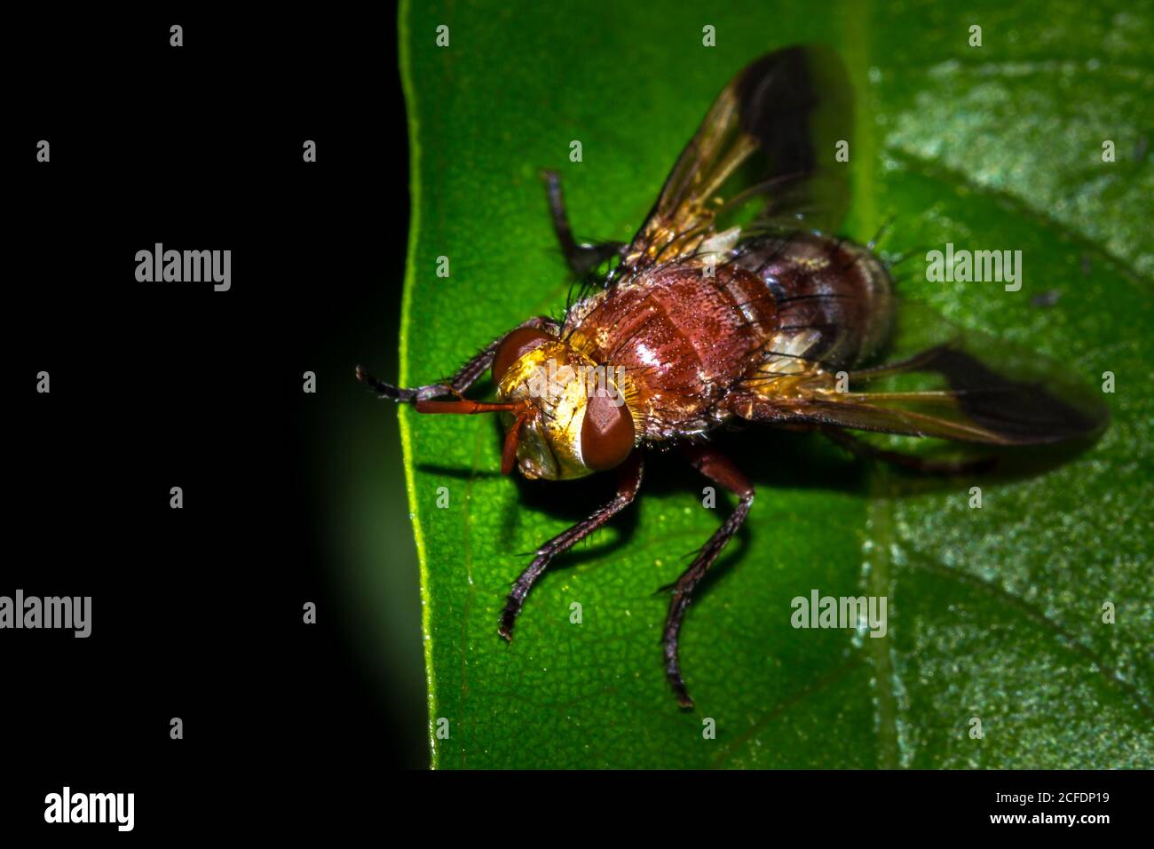 Tachinid fly (Tachinidae) sitting on a leaf, South Africa Stock Photo ...