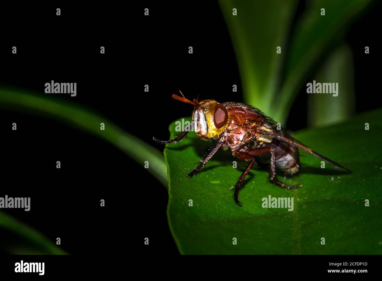 Tachinid fly (Tachinidae) sitting on a leaf, South Africa Stock Photo ...