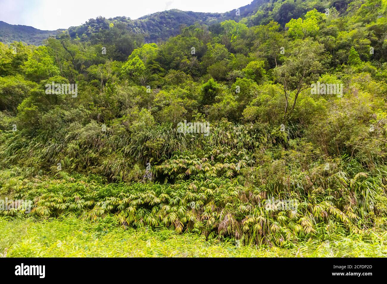 Lush tropical vegetation, Cirque de la Salazie, Reunion Island, France ...