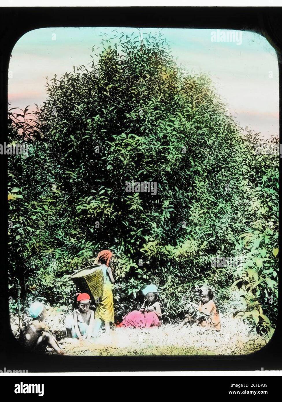 Picking black tea hi-res stock photography and images - Alamy