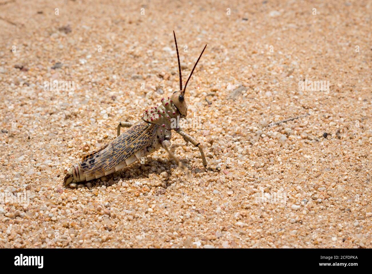 Green Milkweed Locust sitting (Phymateus viridipes) on a dirt road ...