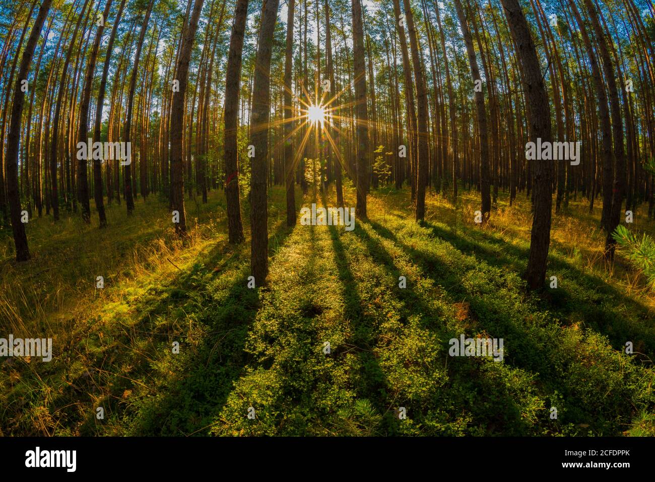 Fish eye lens forest hi-res stock photography and images - Alamy