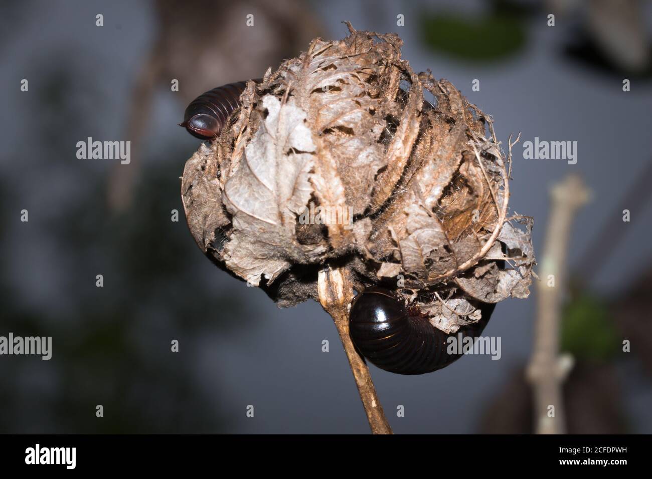 Curled Worm High Resolution Stock Photography and Images - Alamy