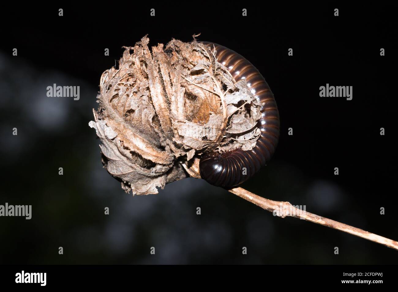 Curled Worm High Resolution Stock Photography and Images - Alamy