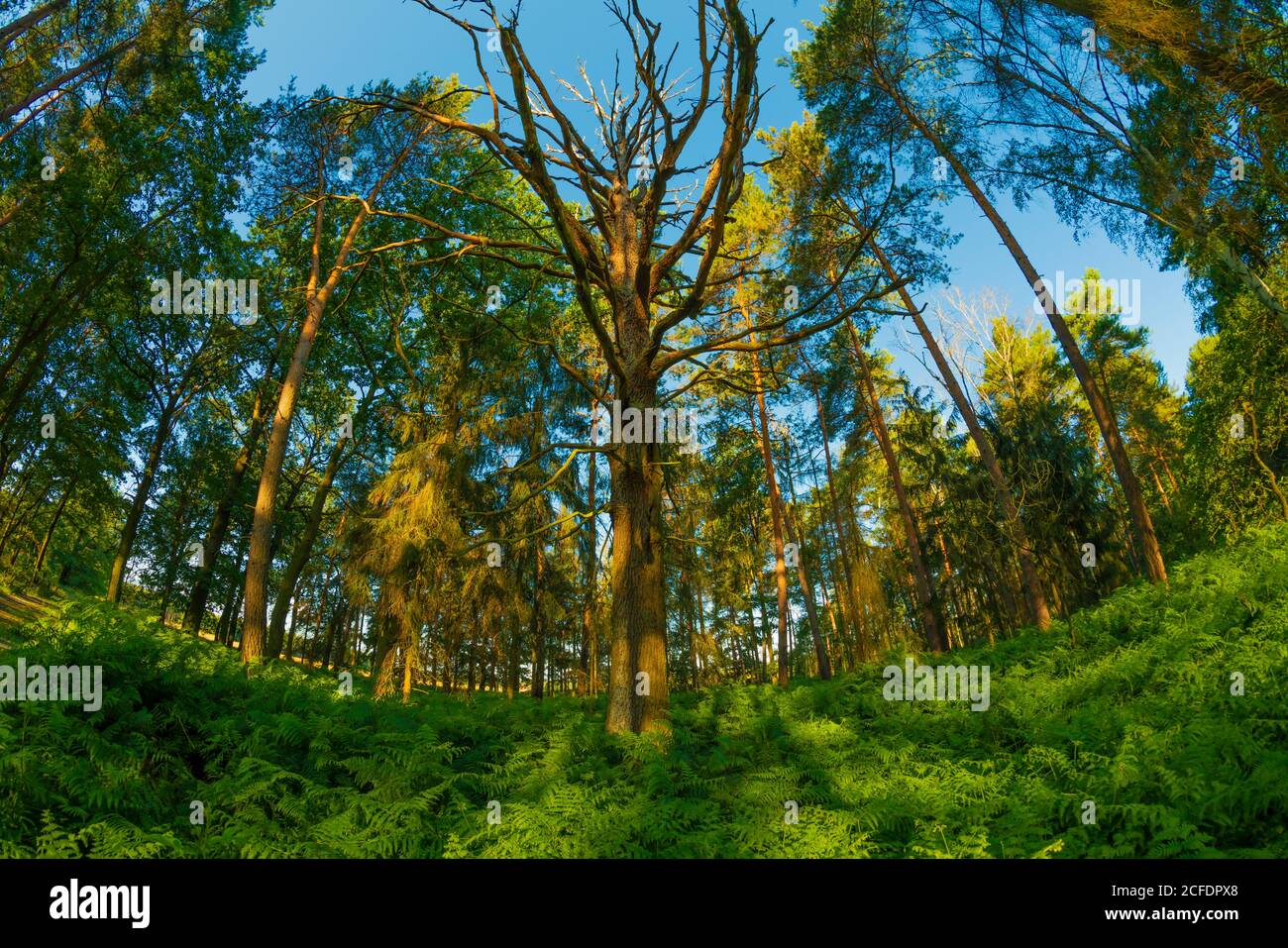 The forest in the summer, early in the Morning with a Fisheye lens are ...