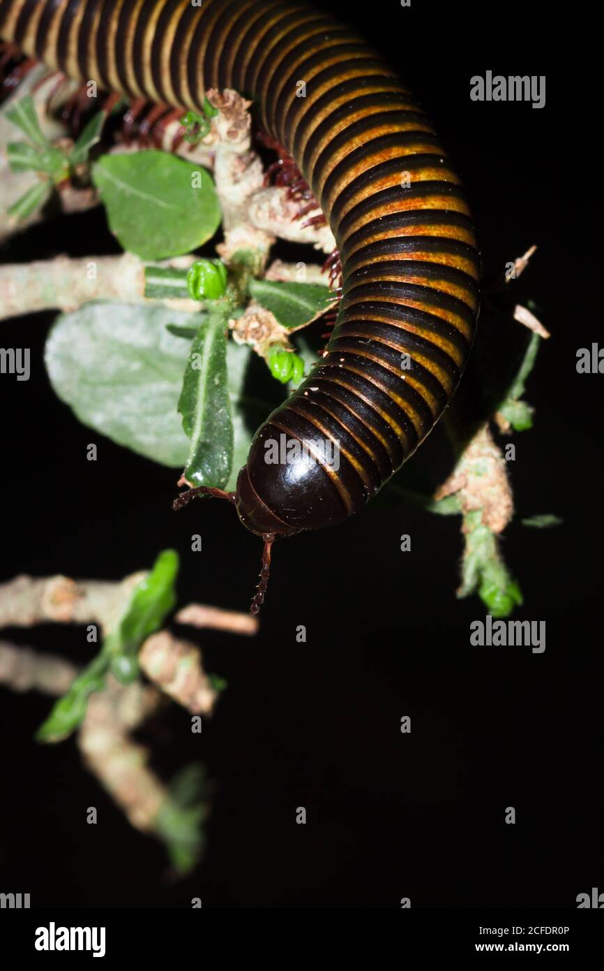 Curled Worm High Resolution Stock Photography and Images - Alamy