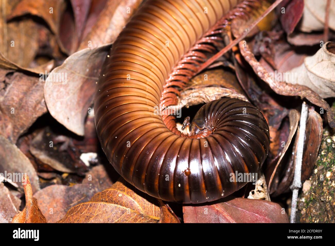 Red and black millipede (Diplopoda) curled up into a ball, South Africa ...