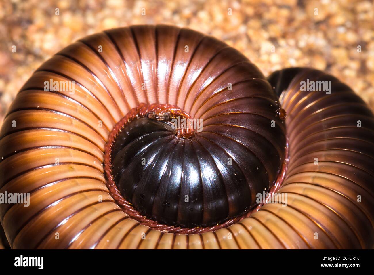 Curled Worm High Resolution Stock Photography and Images - Alamy