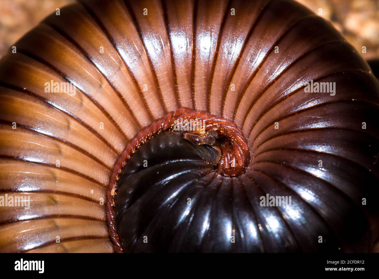 Curled Worm High Resolution Stock Photography and Images - Alamy