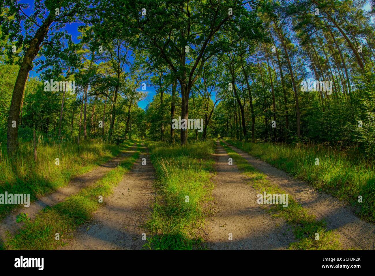 Fork of a forest path in the summer, shortly after sunrise, with a ...