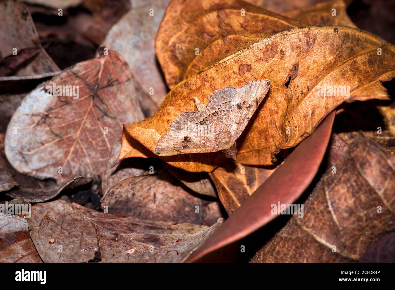 Brown and grey Hawk Moth (Sphingidae) sitting resting, South Africa ...