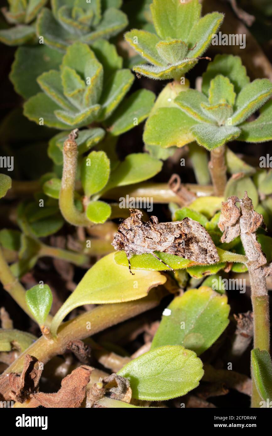 Brown and grey Hawk Moth (Sphingidae) sitting resting, South Africa ...