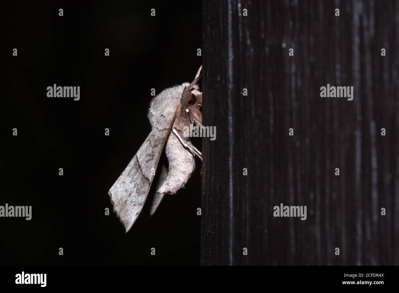 Brown and grey Hawk Moth (Sphingidae) sitting resting, South Africa ...