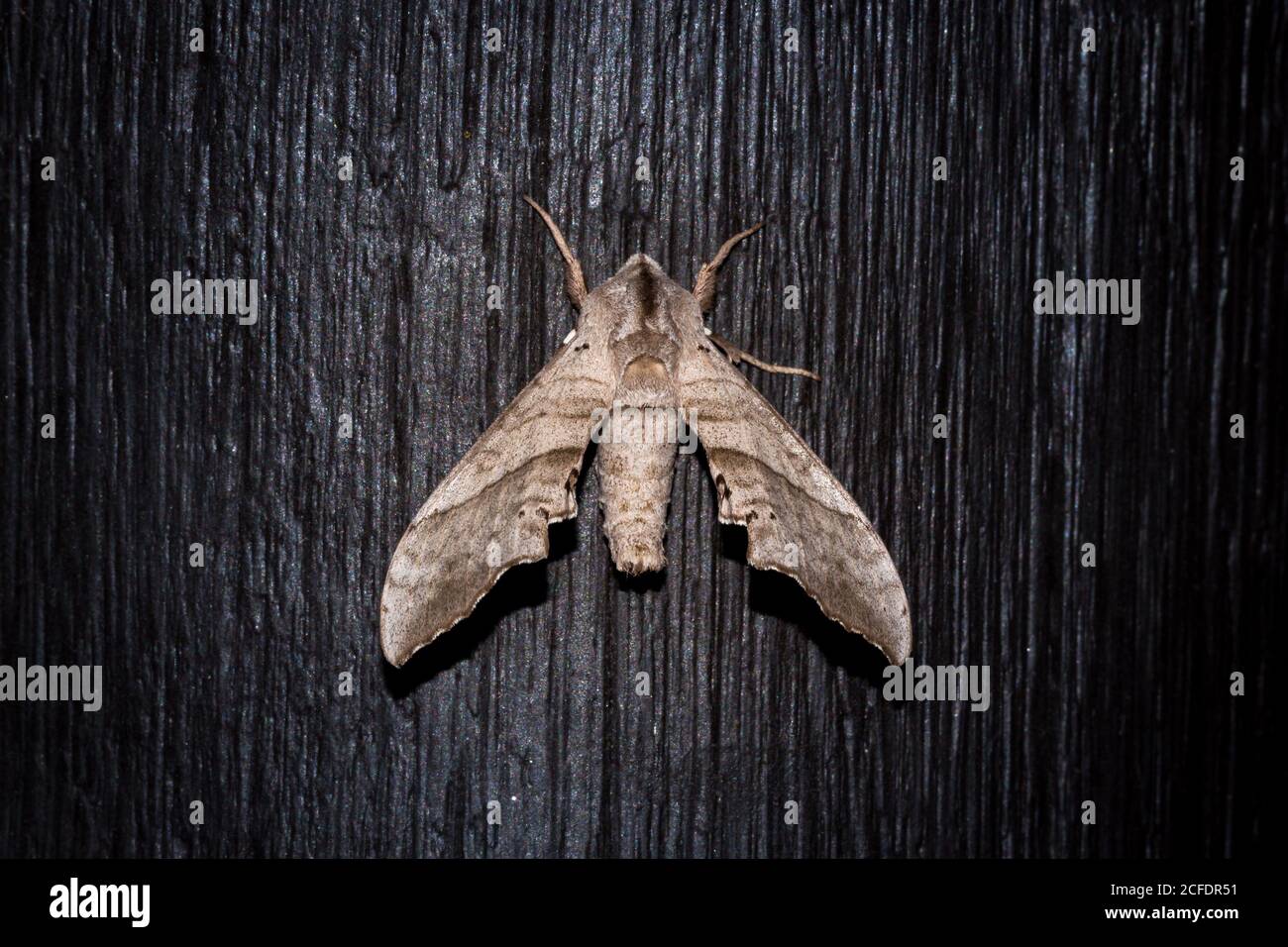 Brown and grey Hawk Moth (Sphingidae) sitting resting, South Africa ...