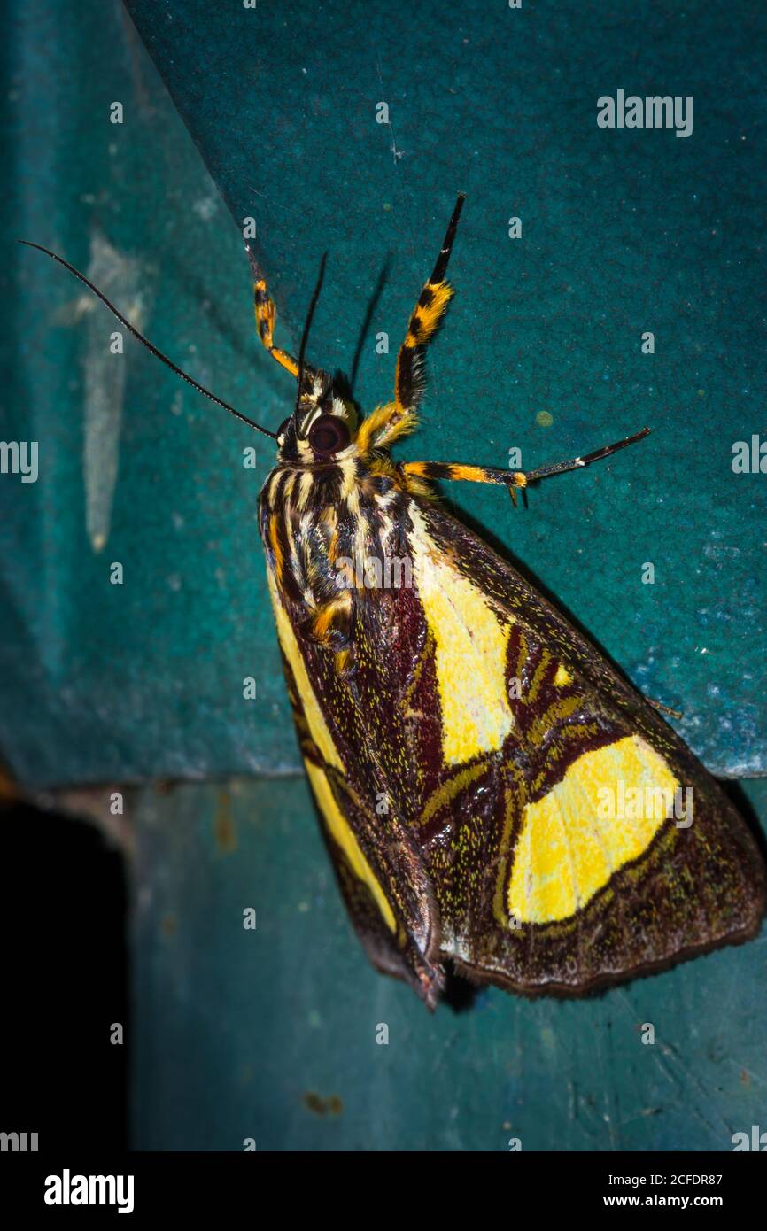 Trimen’s False Tiger Moth (Agoma trimenii) sitting resting, South ...