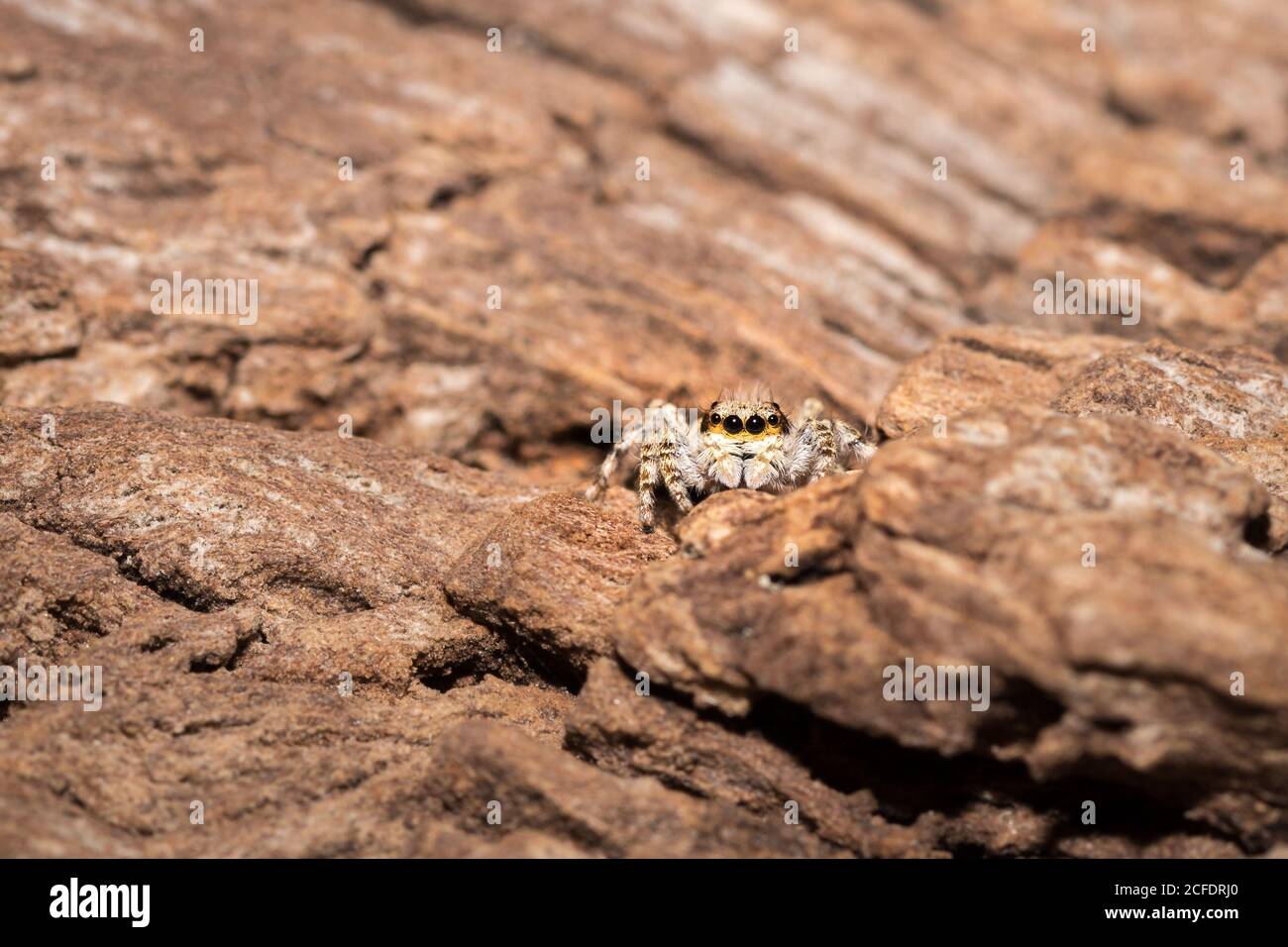 Brown Jumping spider sitting on a dead tree, Cape Town, South Africa ...