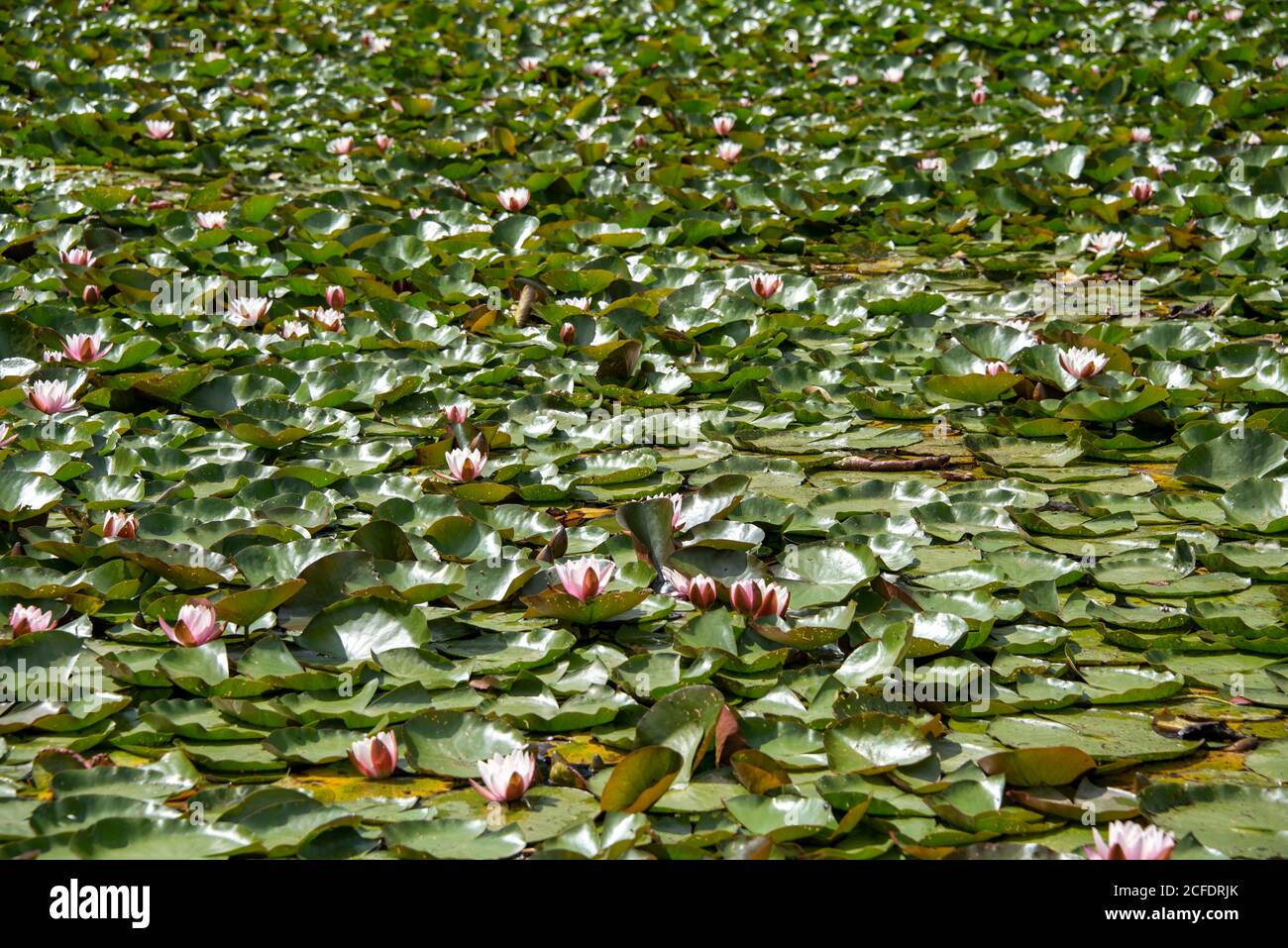 Water lilies, water lily pond Stock Photo - Alamy