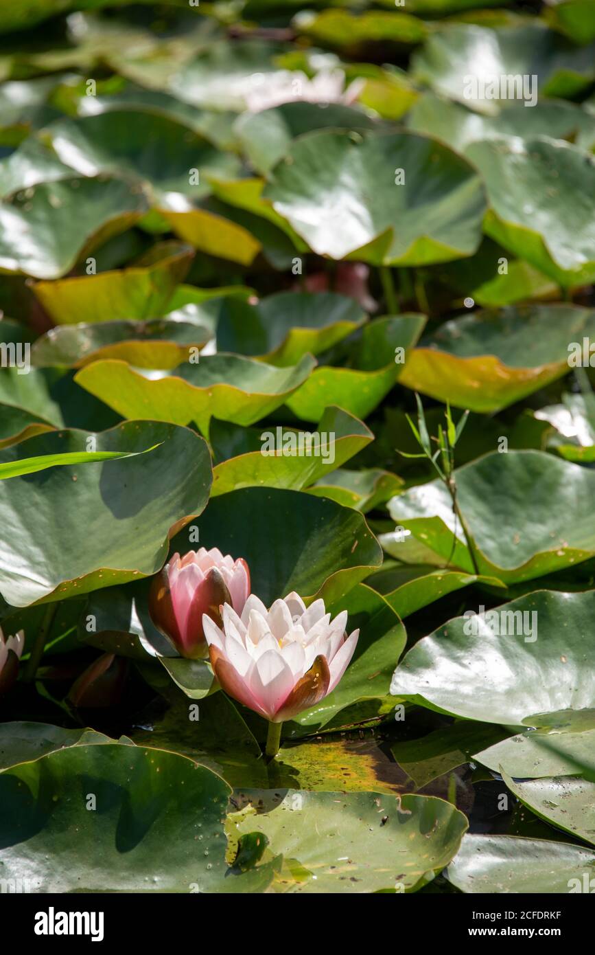 Water lilies, water lily pond Stock Photo - Alamy