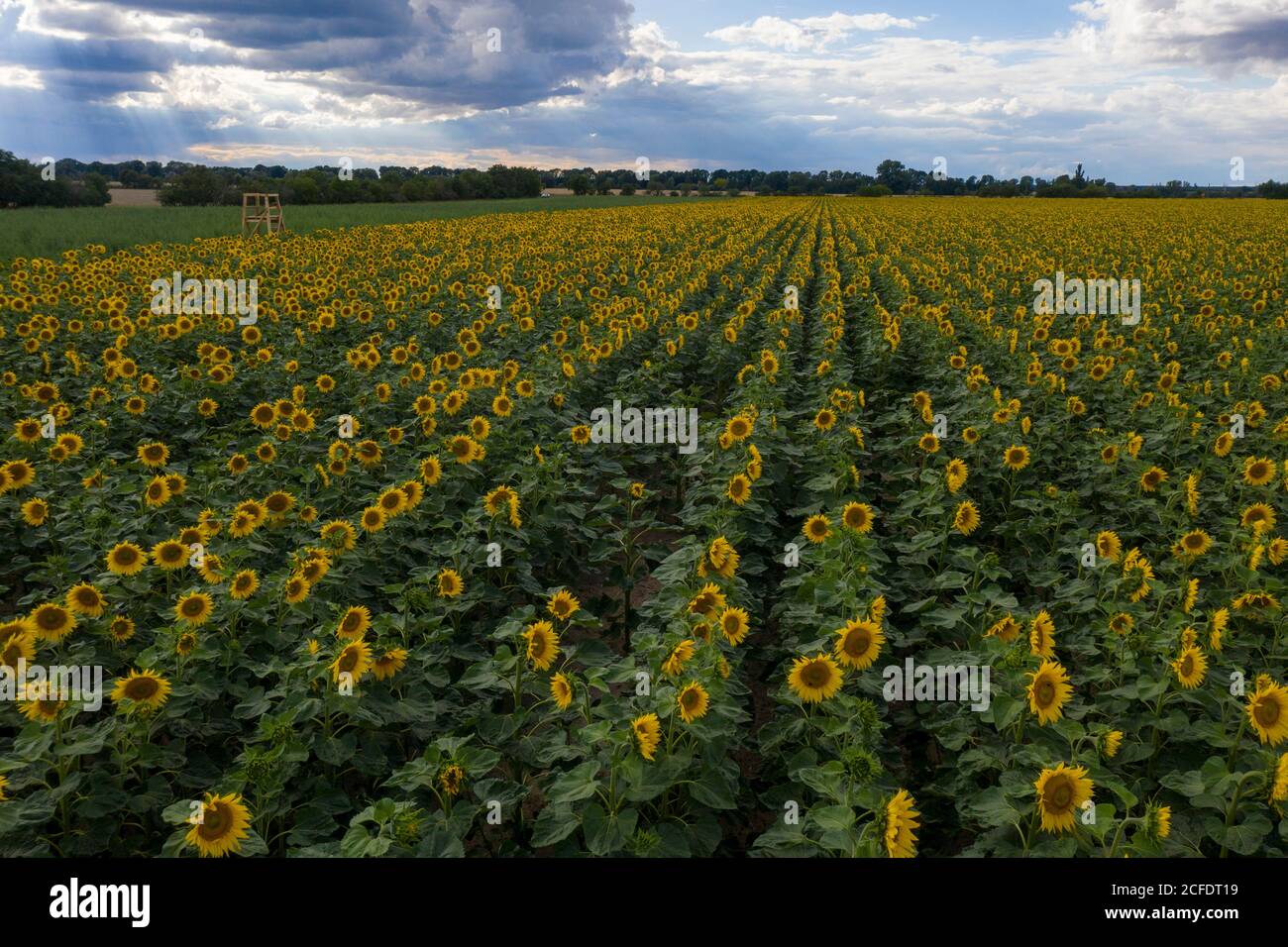 High above field blooming sunflowers hi-res stock photography and ...