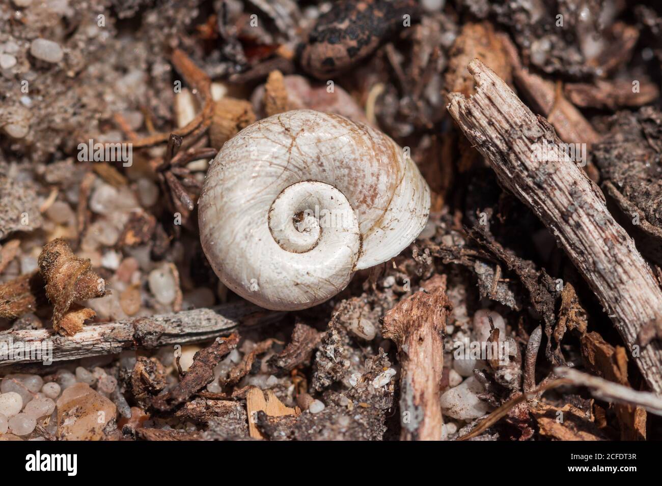Empty Snail shell lying on the ground, Cape Town, South Africa Stock ...