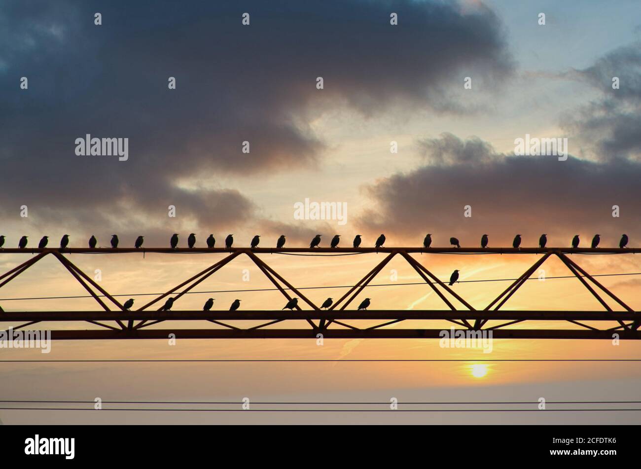 Crane birds hi-res stock photography and images - Alamy