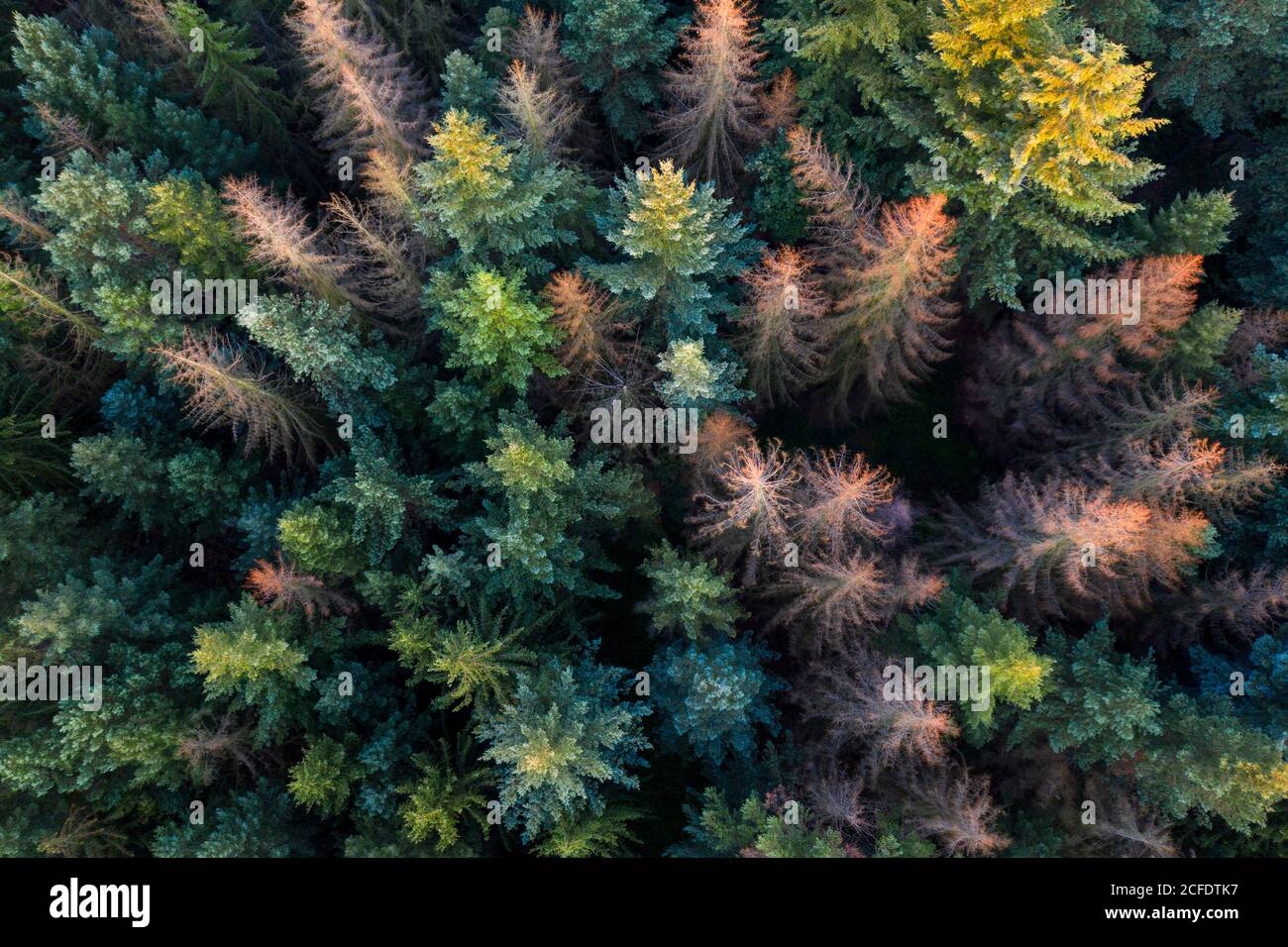 Bird's eye view of forest Stock Photo - Alamy
