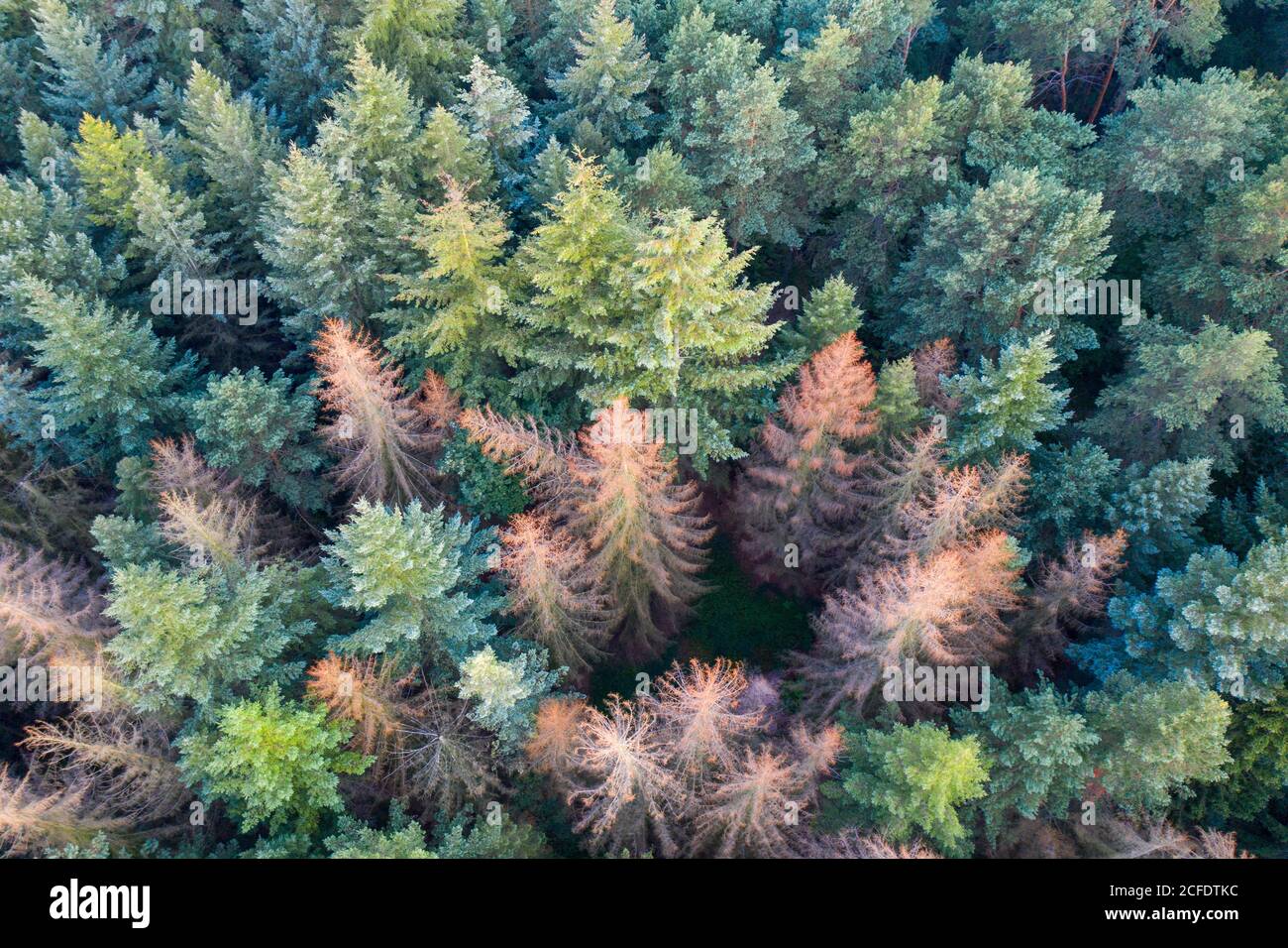 Bird's eye view of forest Stock Photo - Alamy