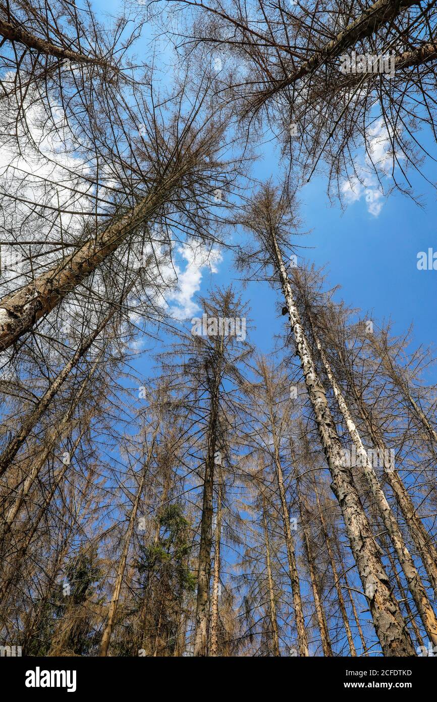 Bonn, North Rhine-Westphalia, Germany - Forest dieback in the ...