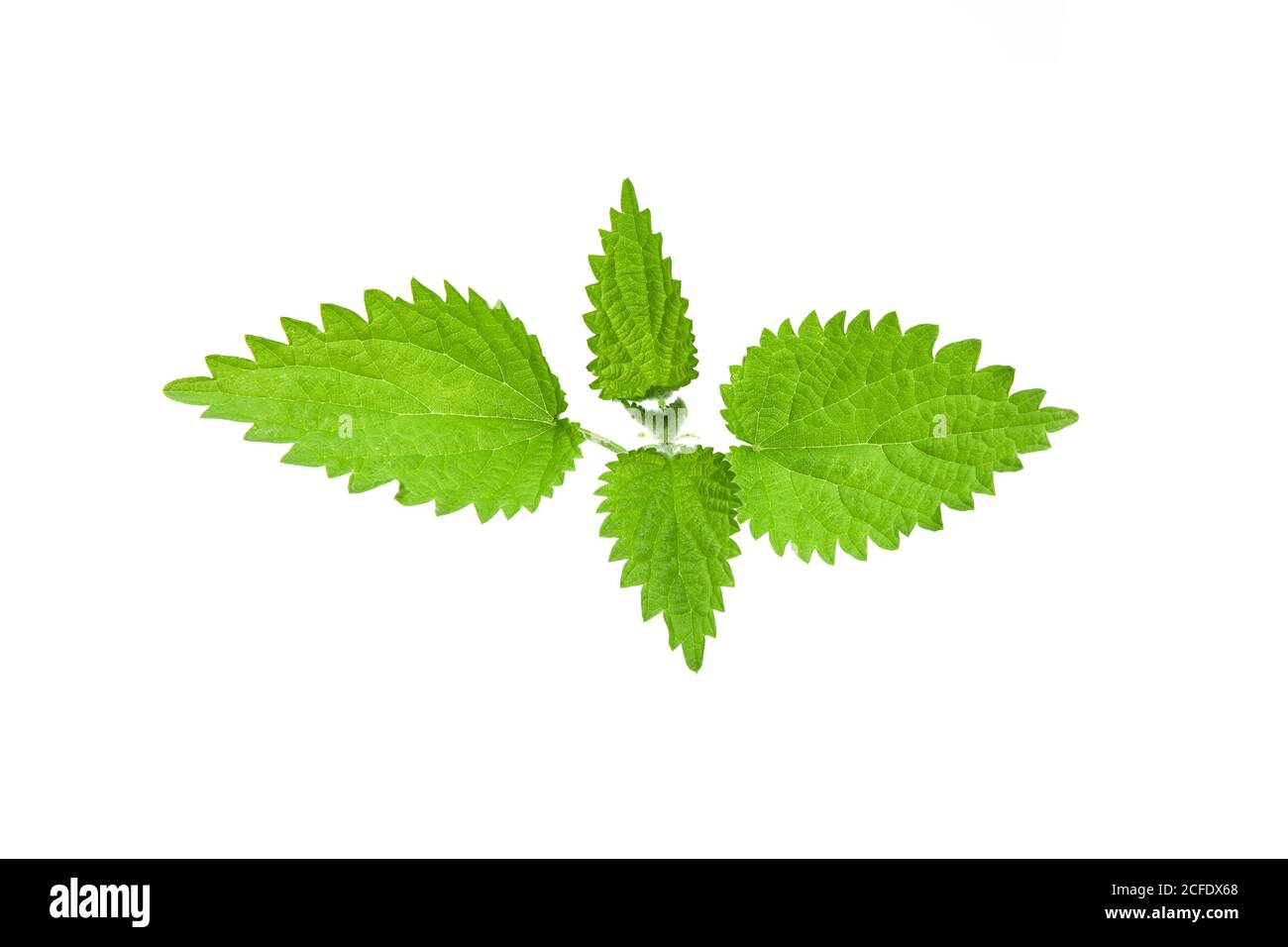 Sheet nettle hi-res stock photography and images - Alamy