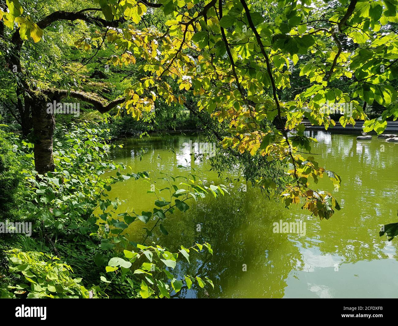 Tree bough over water hi-res stock photography and images - Alamy