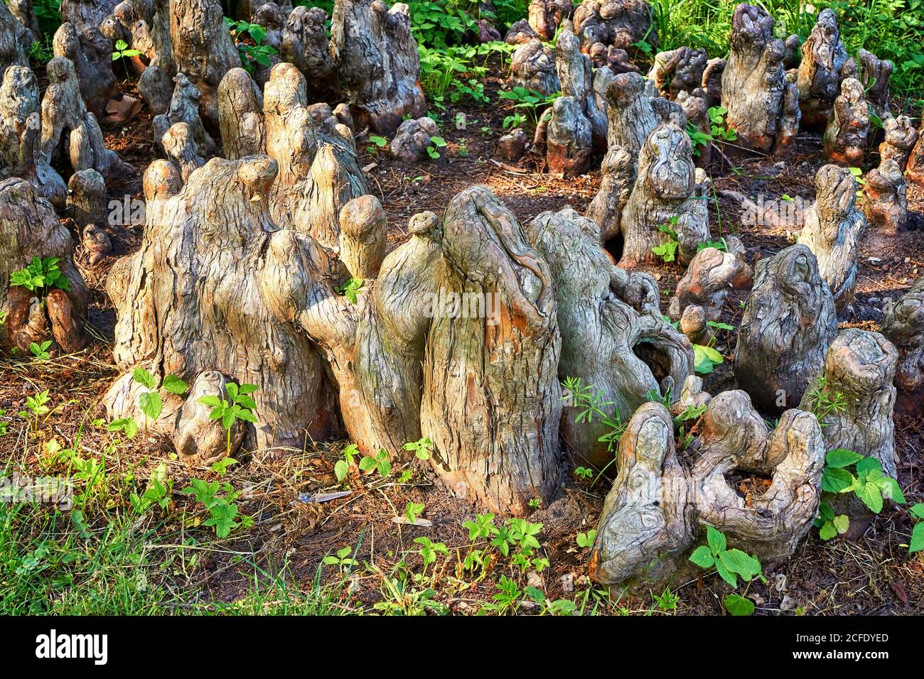 Swamp cypress grove hi-res stock photography and images - Alamy