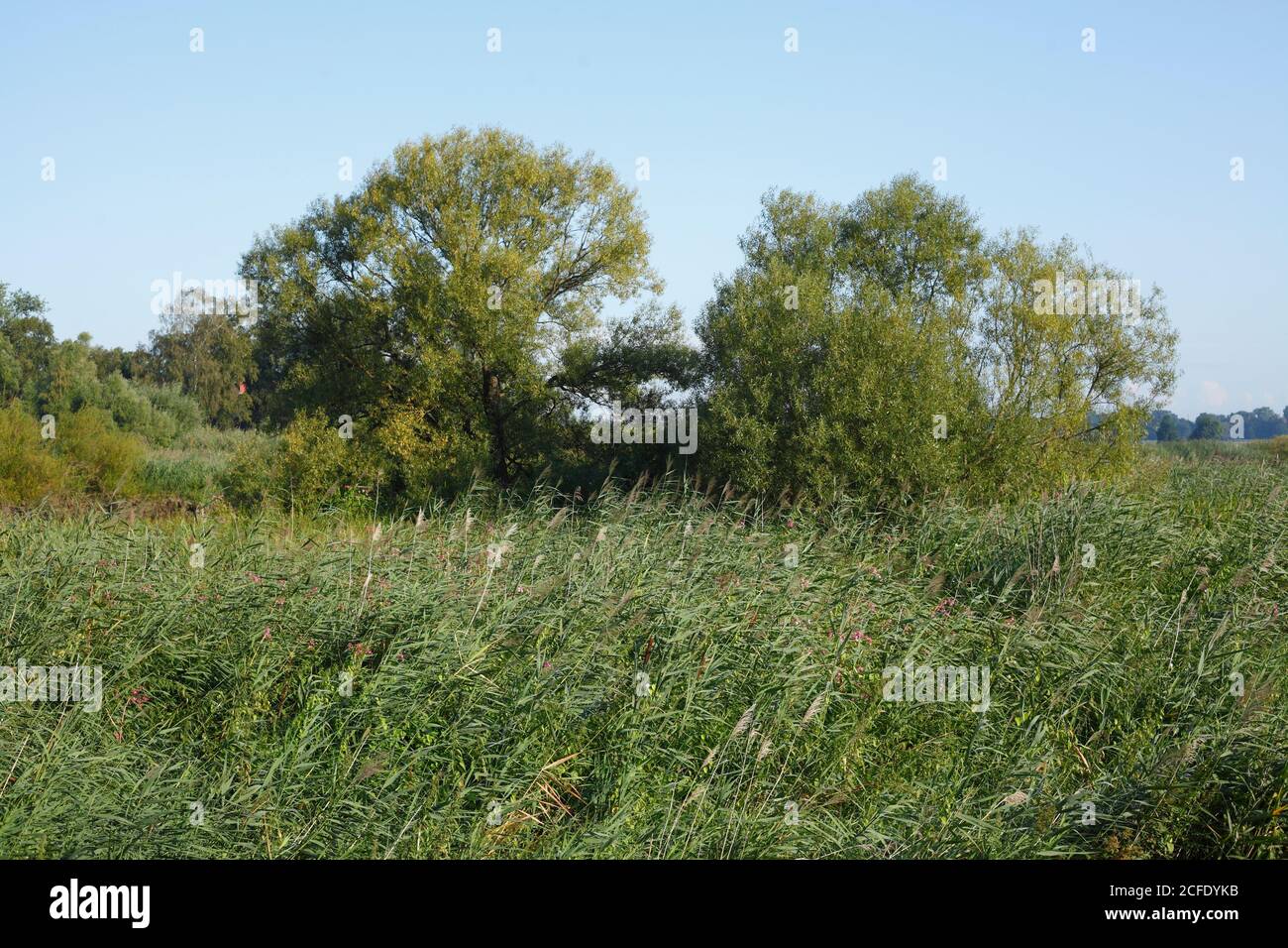 Trees and grasses in the Bremer Blockland, Bremen, Germany, Europe ...
