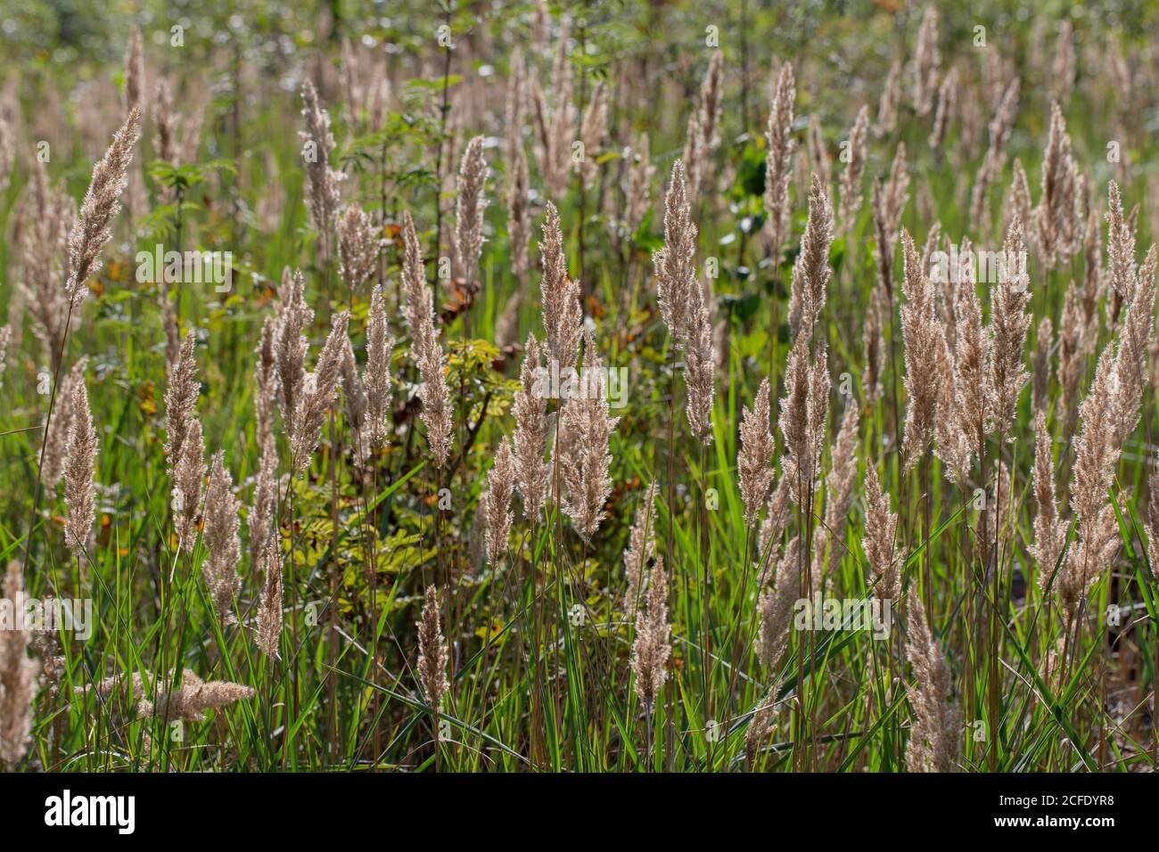 Outdoors grasses uncultivated landscape rural hi-res stock photography ...