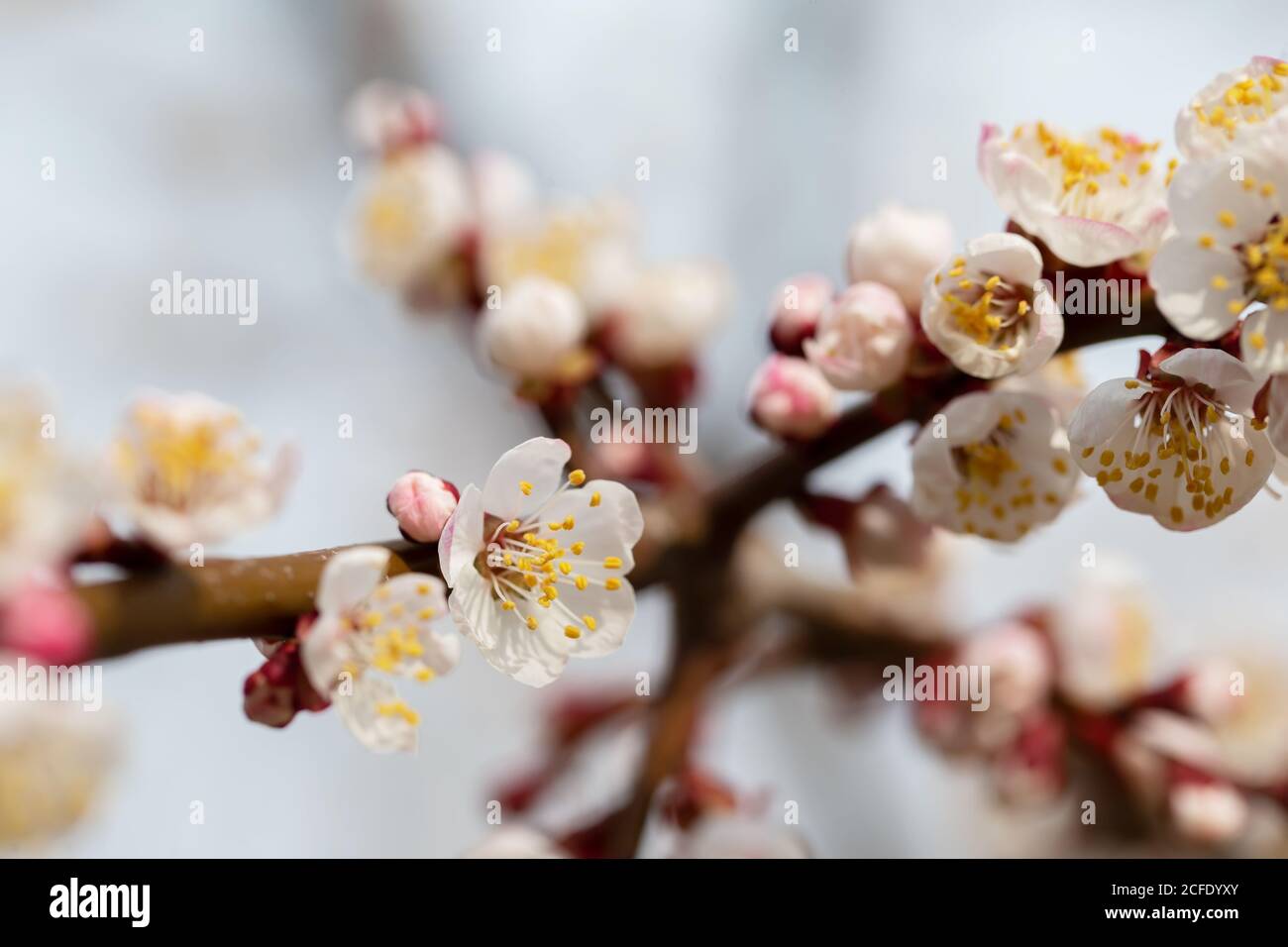 Spring flowering branch of apple tree. Background spring Stock Photo ...