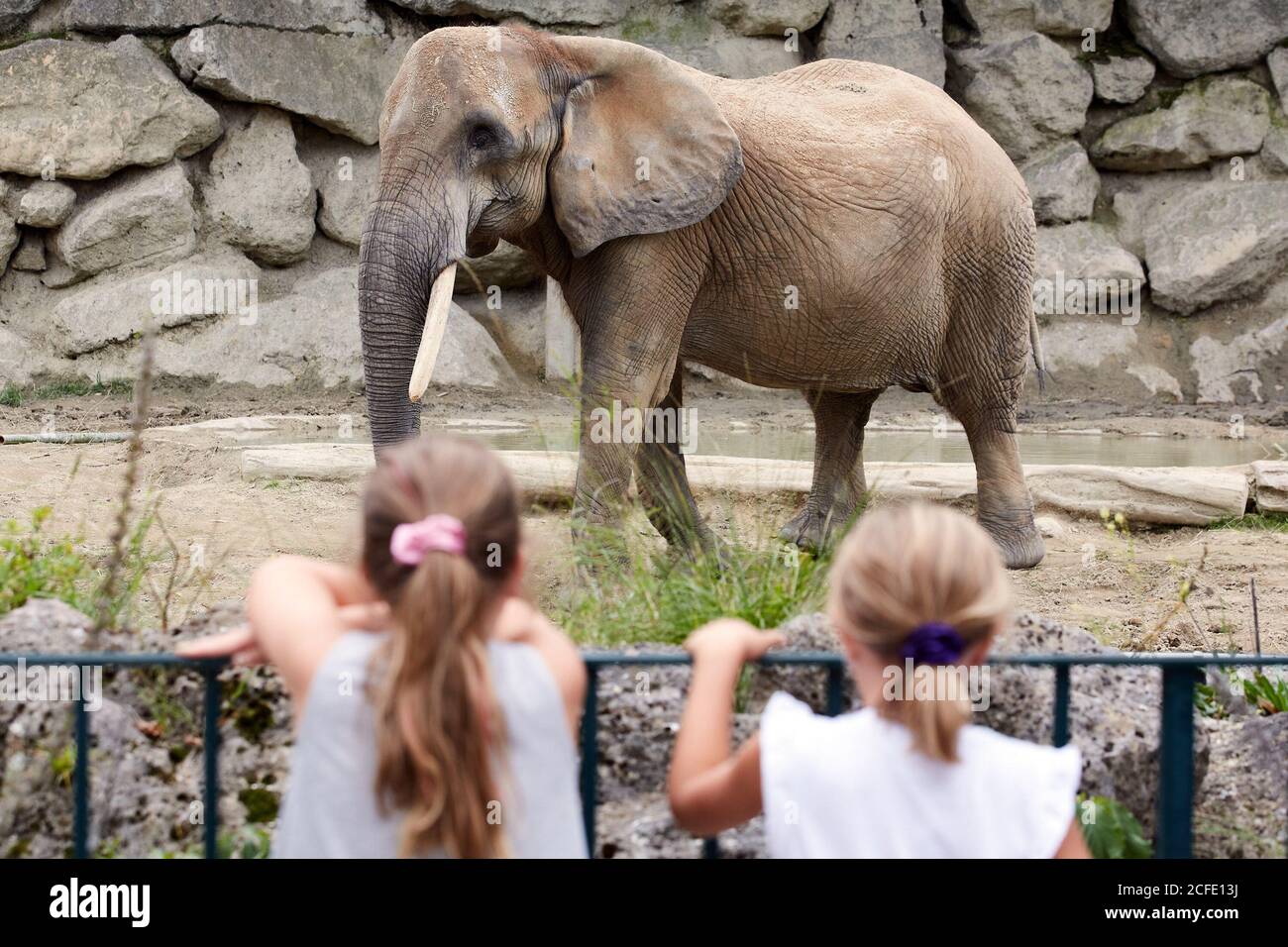 Austria elephant hi-res stock photography and images - Alamy